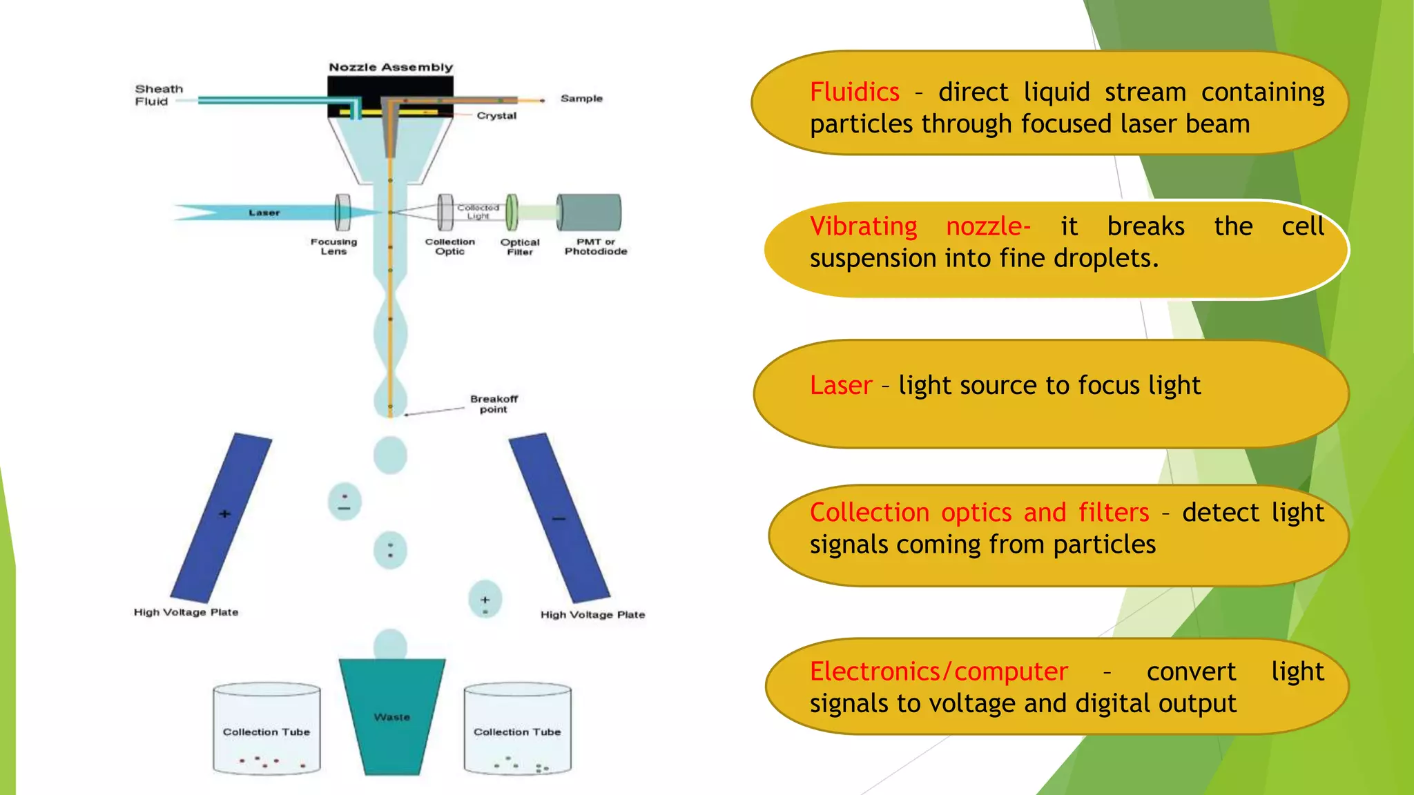 FACS and MACS with their applications in biological research. | PPTX
