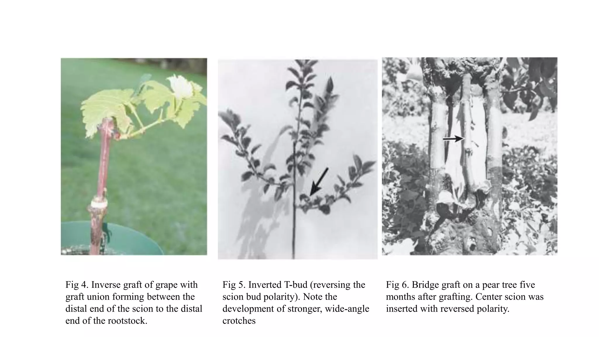 Factor affecting grafting and budding success.pptx