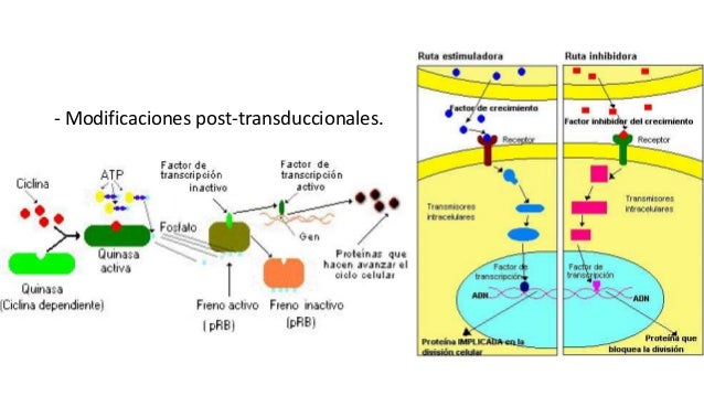 Factores de-transcripción