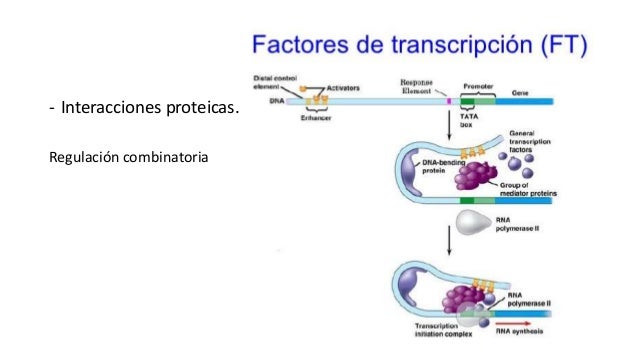 Factores de-transcripción