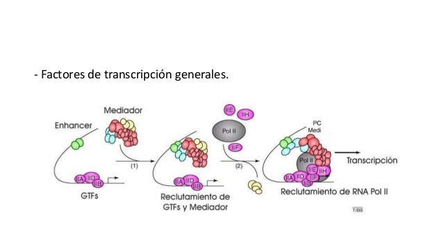 Factores de-transcripción