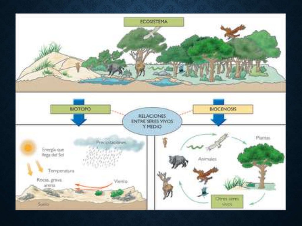 Ecologia Plantel 20 Factores Bioticos Y Abioticos Images Ecologia Plantel 20 Factores Bioticos Y Abioticos Images