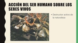 Factores limitantes y rango de tolerancia | PPTX