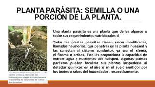 Factores que afectan alas plantas | PPTX