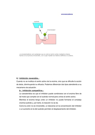 Factores que regulan la actividad enzimática | DOC