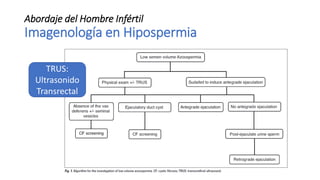 Factor Masculino de Infertilidad | PPTX