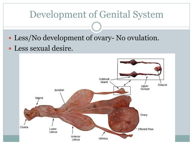 Species & Factors Related to Reflex ovulation in Royal Bengal Tiger | PPT