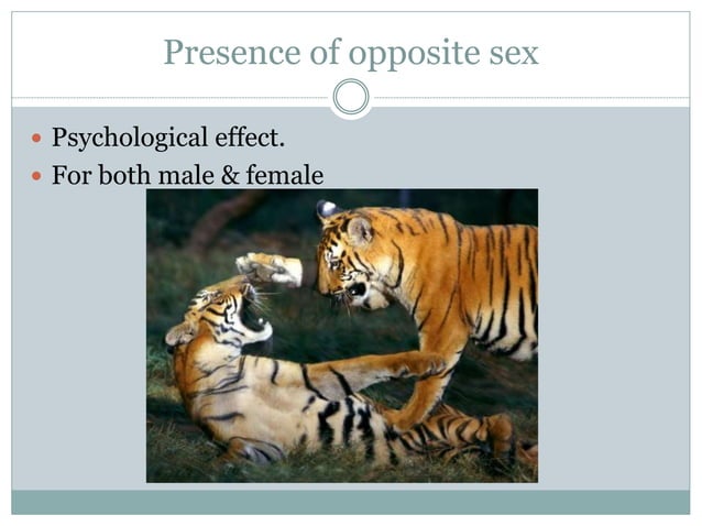 Species & Factors Related to Reflex ovulation in Royal Bengal Tiger | PPT