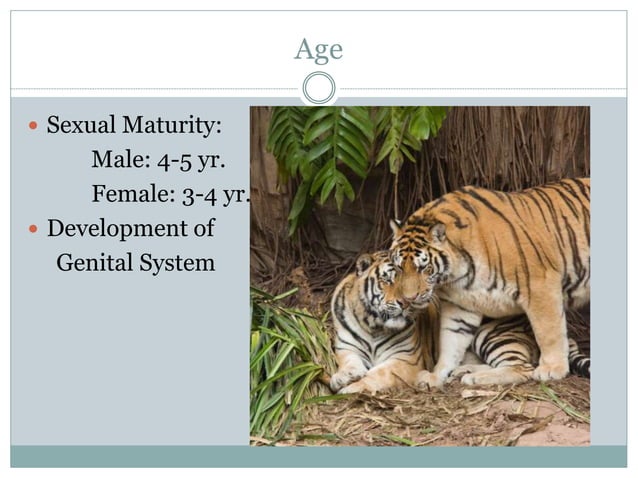 Species & Factors Related to Reflex ovulation in Royal Bengal Tiger | PPT