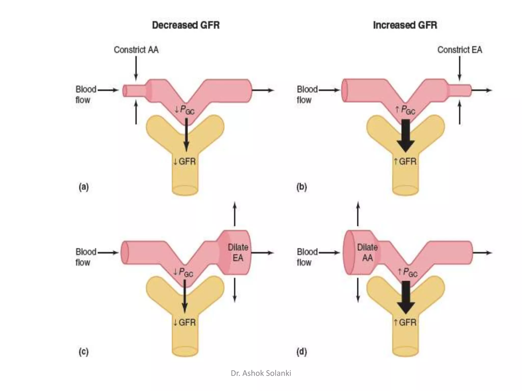 Factors Affecting G.F.R. | PPTX