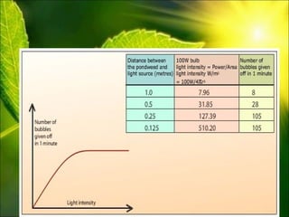FACTORS AFFECTING THE RATE OF PHOTOSYNTHESIS | PPT