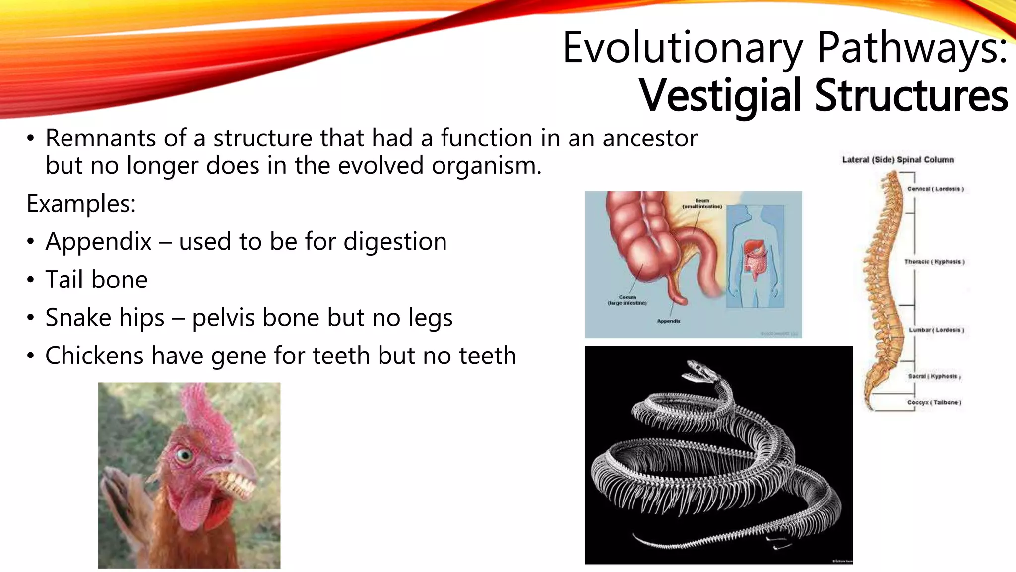 Factors affecting variation and evolutionary pathways | PPTX