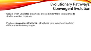 Factors affecting variation and evolutionary pathways | PPT