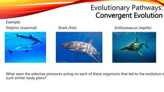 Factors affecting variation and evolutionary pathways | PPT