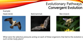 Factors affecting variation and evolutionary pathways | PPT