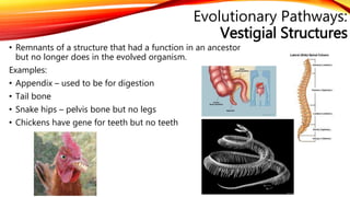 Factors affecting variation and evolutionary pathways | PPT