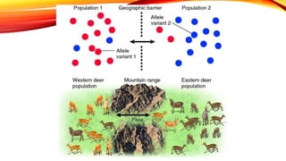 Factors affecting variation and evolutionary pathways | PPT