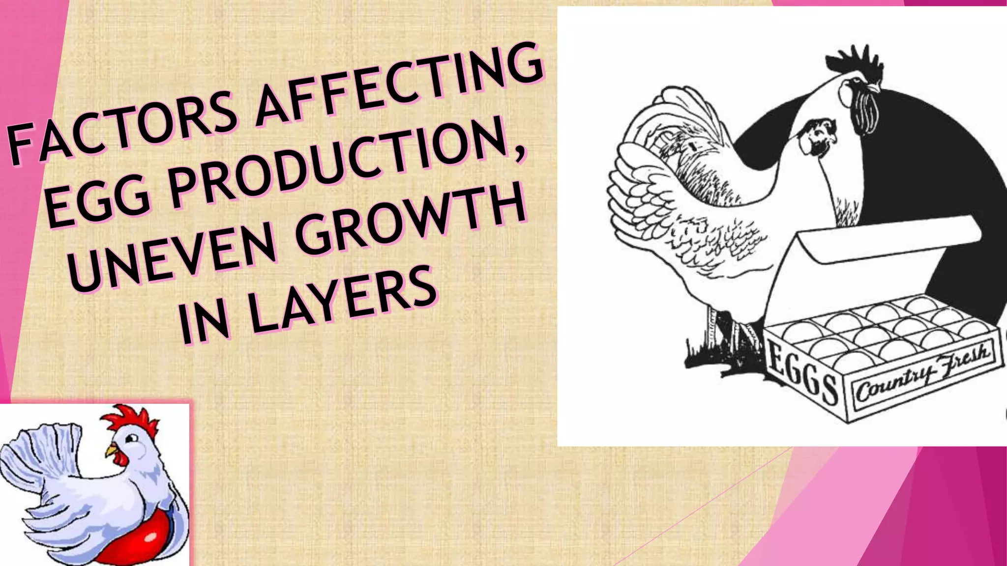 FACTORS AFFECTING EGG PRODUCTION, UNEVEN GROWTH IN LAYERS | PPTX