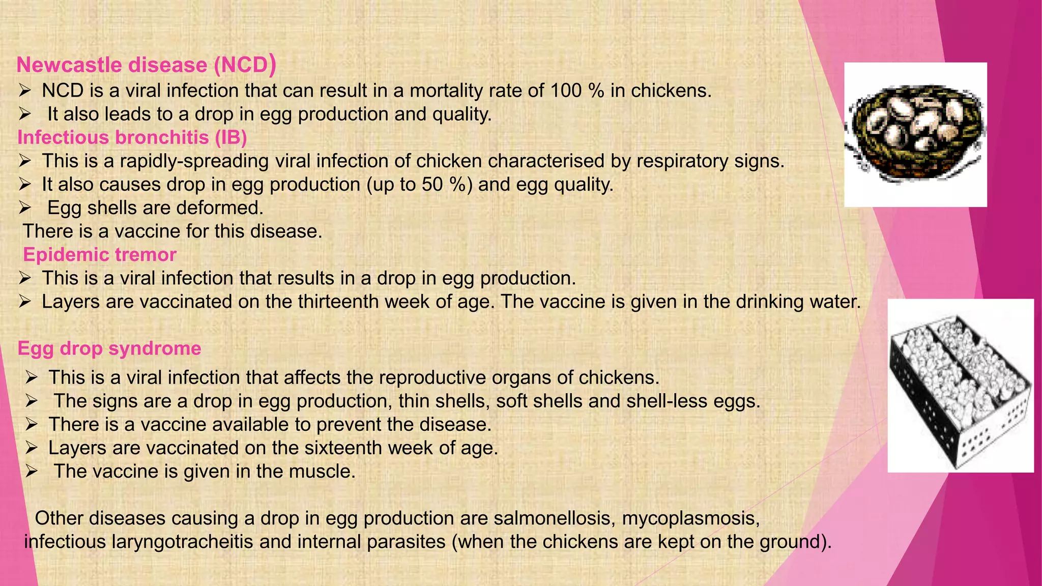 FACTORS AFFECTING EGG PRODUCTION, UNEVEN GROWTH IN LAYERS | PPTX