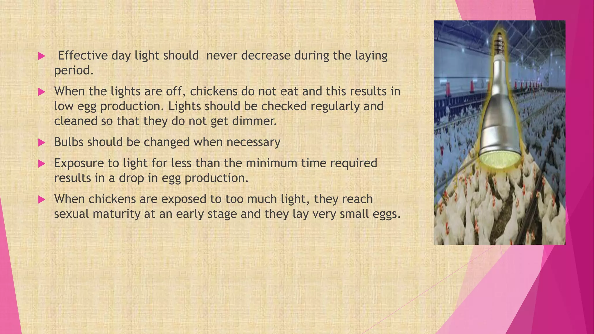 FACTORS AFFECTING EGG PRODUCTION, UNEVEN GROWTH IN LAYERS | PPTX