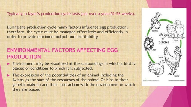 FACTORS AFFECTING EGG PRODUCTION, UNEVEN GROWTH IN LAYERS | PPTX