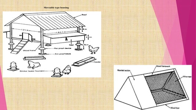 Factors Affecting Egg Production Uneven Growth In Layers Ppt