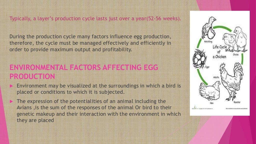 Factors Affecting Egg Production Uneven Growth In Layers