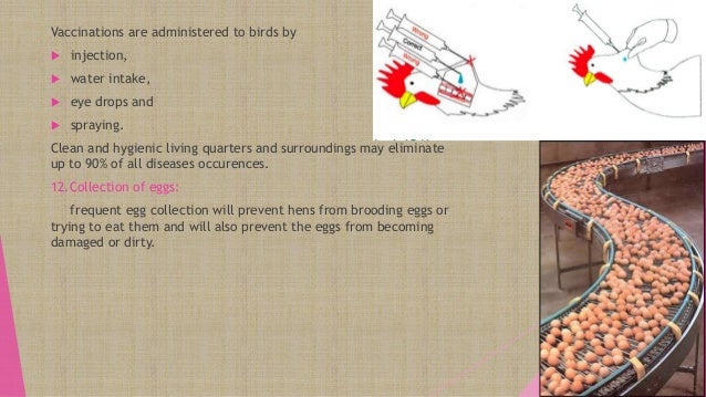 Factors Affecting Egg Production Uneven Growth In Layers