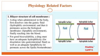 Which are the Factors affecting bioavailability? | PPT