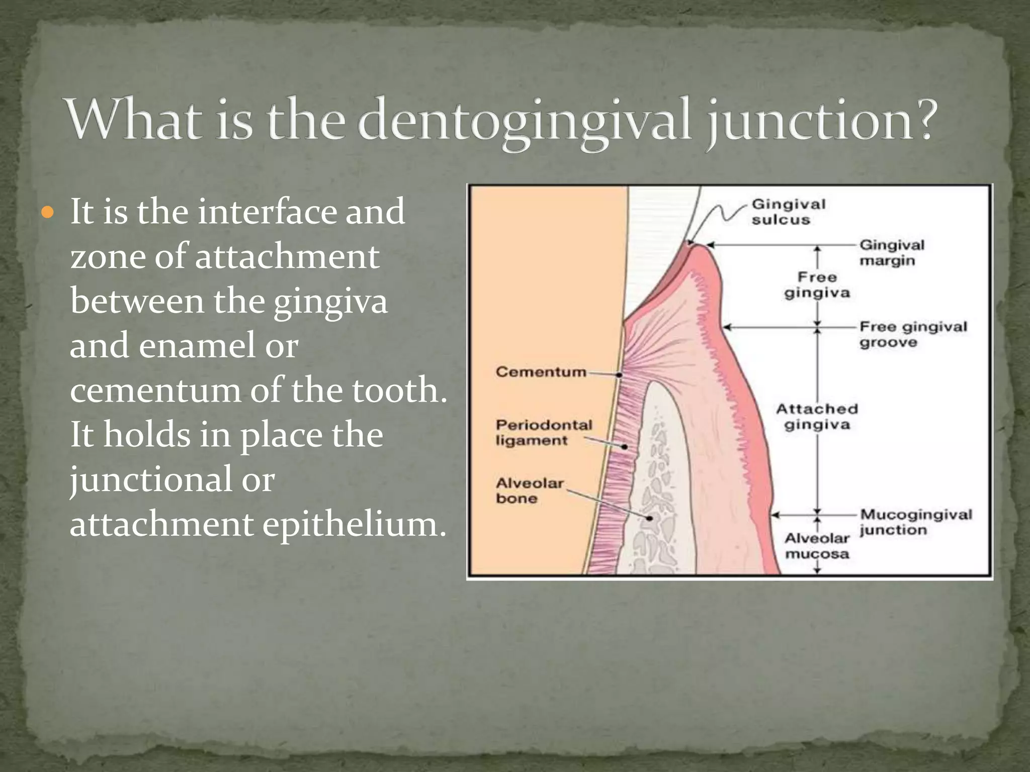 Factors affecting dentogingival junction | PPTX