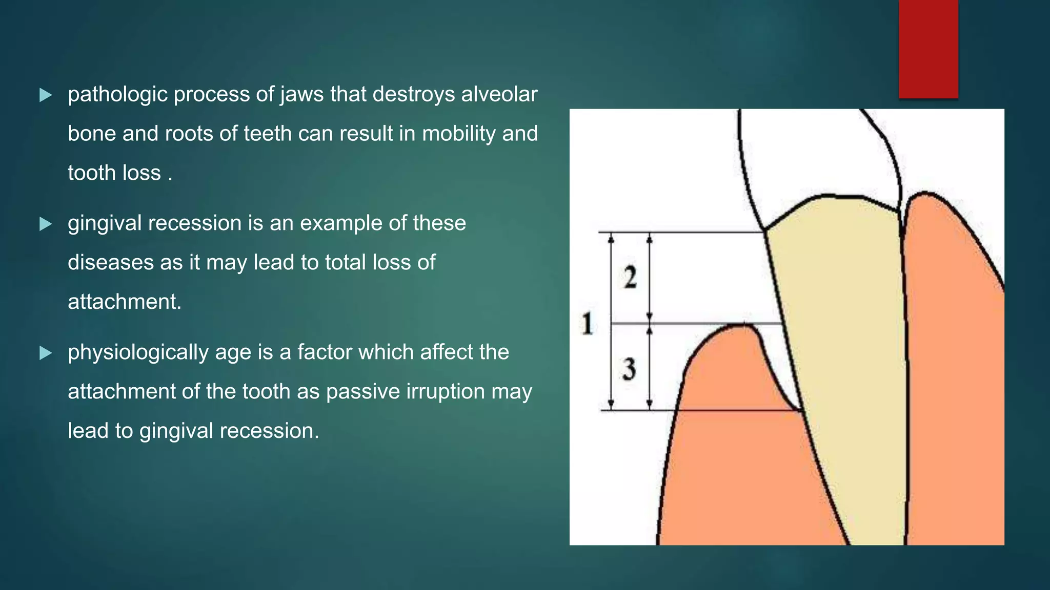 Factors affecting dentogingival junction | PPTX