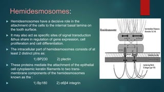 Factors affecting dentogingival junction | PPTX