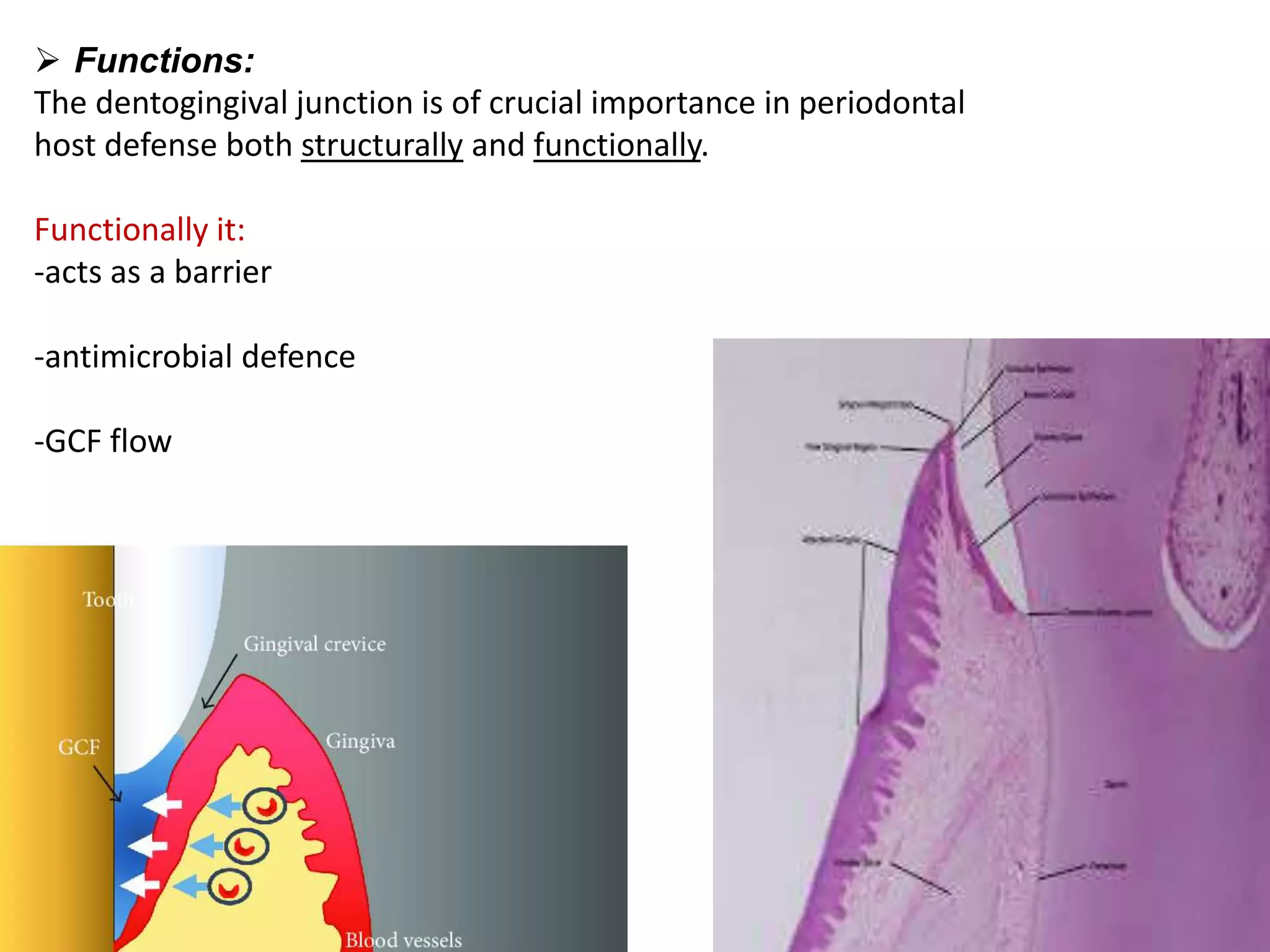Factors affecting DGJ | PPTX