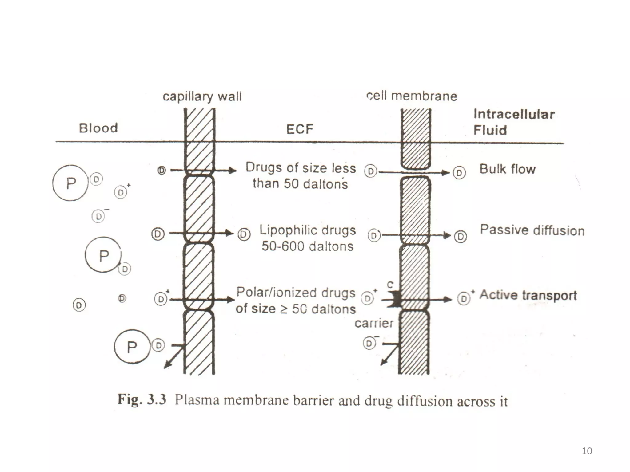 Factors Affecting Distribution Of Drug Ppt