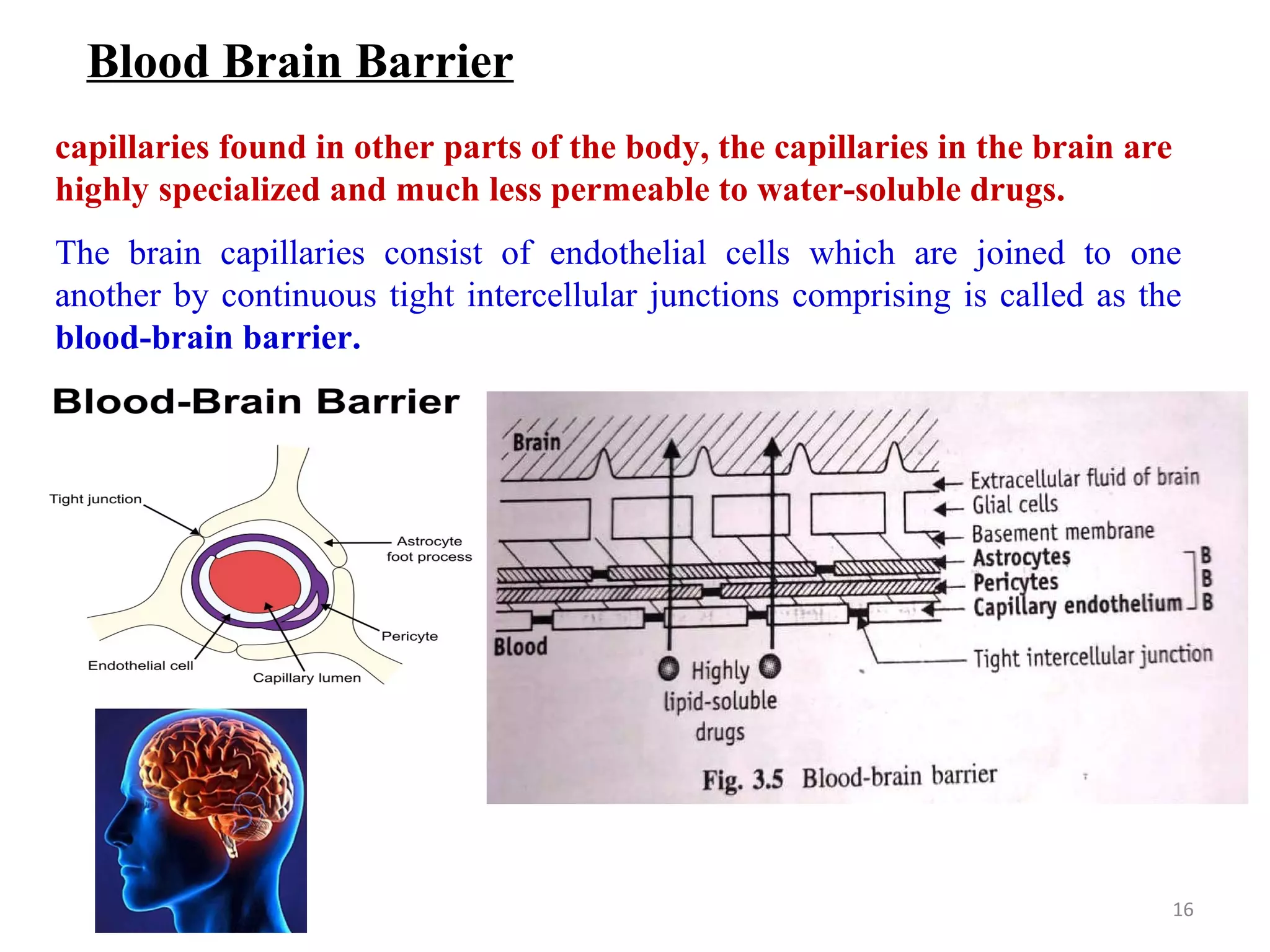 Factors Affecting Distribution Of Drug Ppt