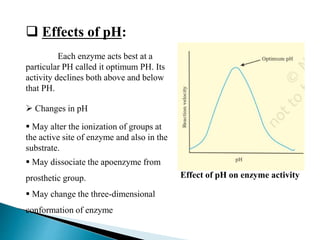 Factors affecting enzyme activity SlideShare | PPT