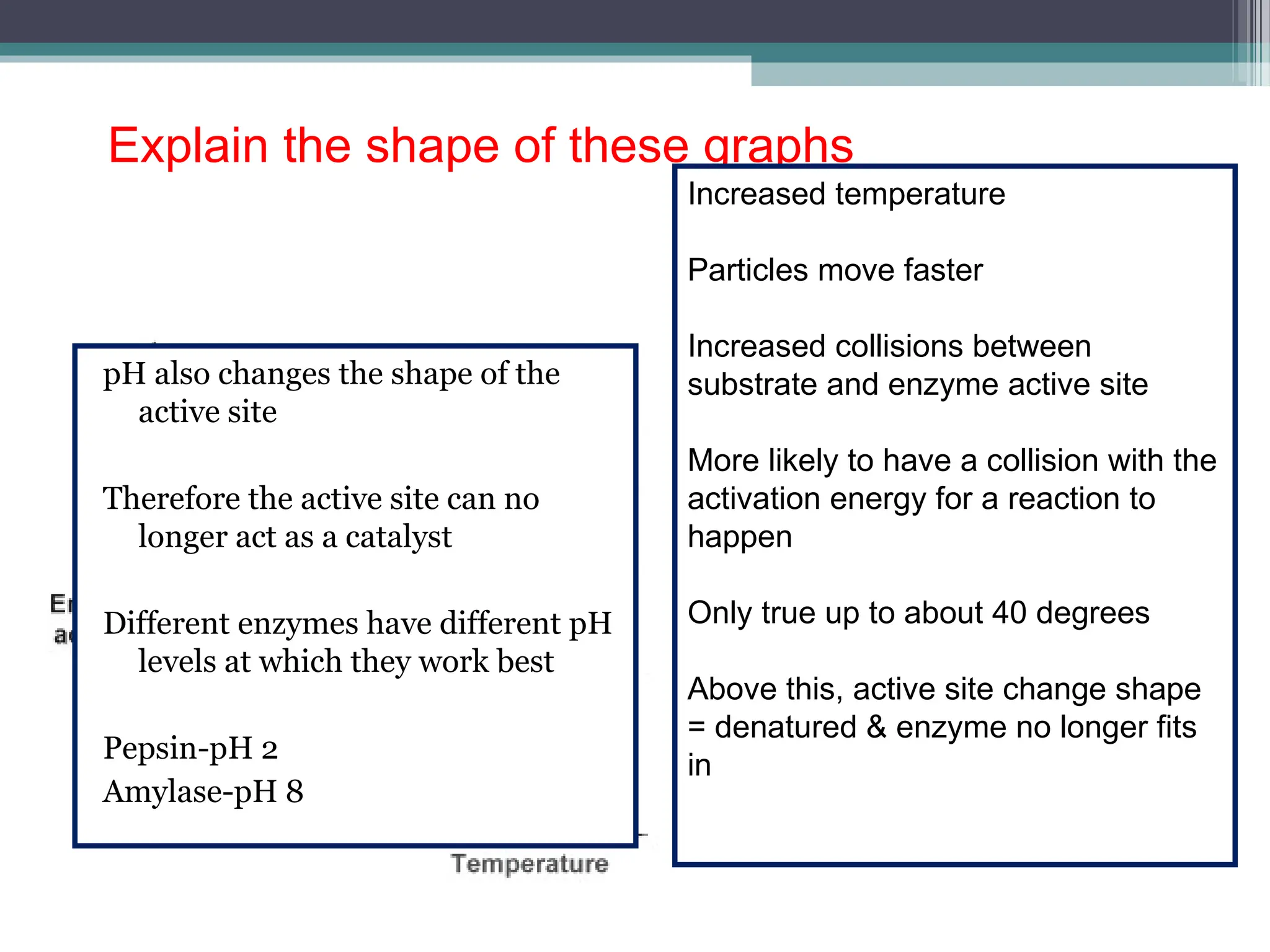 Factors affecting enzyme activityfgi.ppt
