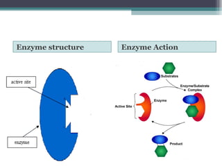 Factors affecting enzyme activityfgi.ppt