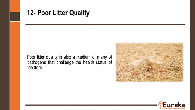 Factors Affecting Feed Consumption In Chicken.pptx | Birds | Pets
