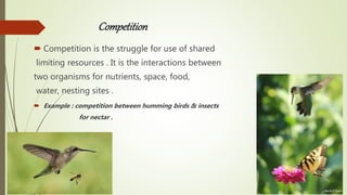 Intraspecific Competition Examples