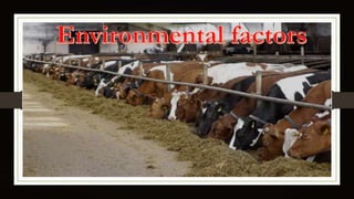 Factors affecting milk production | PPTX