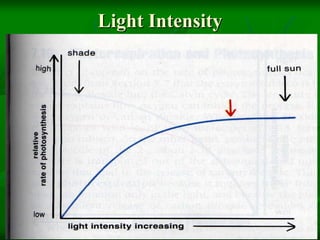 Factors Affecting Photosynthesis | PPT