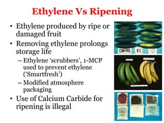 Factors affecting postharvest storability of fresh fruits and ...