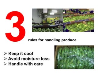 Factors affecting postharvest storability of fresh fruits and ...