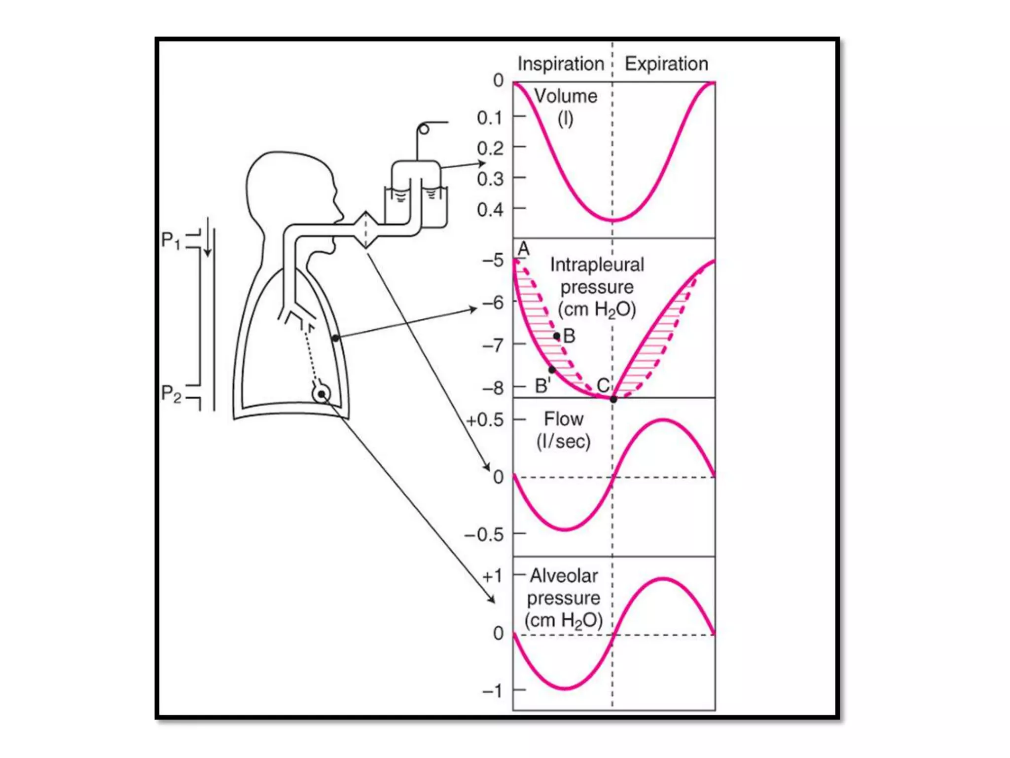 Factors affecting pulmonary ventillation | PPTX | Lung and Respiratory ...