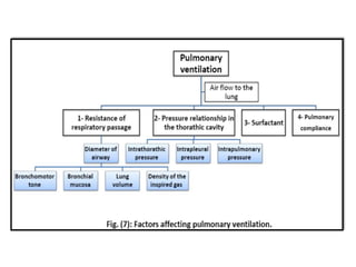 Factors affecting pulmonary ventillation | PPTX | Lung and Respiratory ...