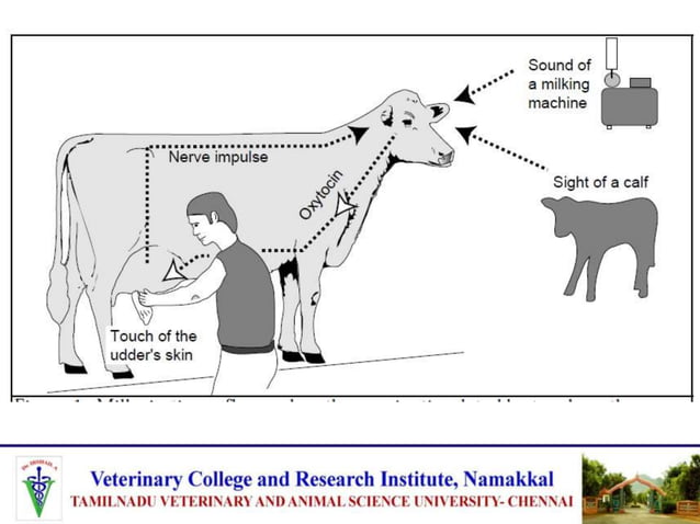 Factors affecting quality and quantity of milk in dairy cattle | PPTX ...