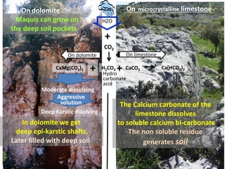 Factors affecting rock soil systems, which controling vegetation ...