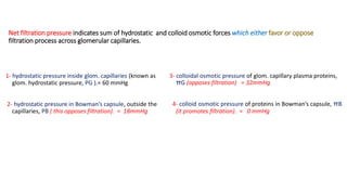 EVENTS OF URINE FORMATION (The Guyton and Hall physiology) | PPTX