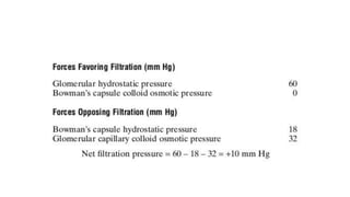 EVENTS OF URINE FORMATION (The Guyton and Hall physiology) | PPTX